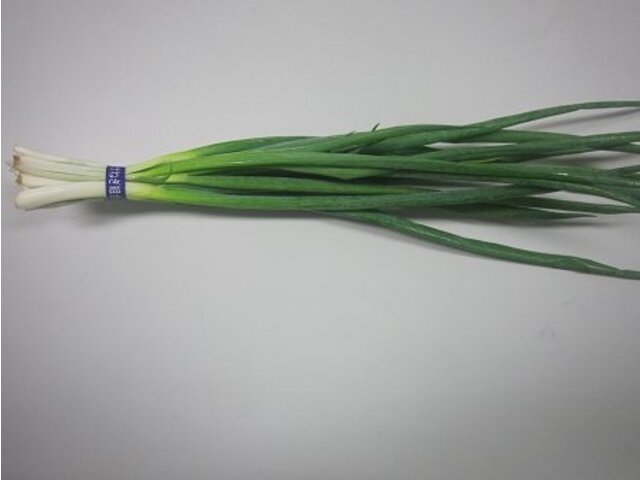 Scallion | Allium wakegi | Flower Database