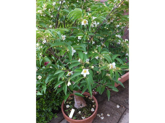 ヒメシャラ | Stewartia monadelpha | かぎけん花図鑑