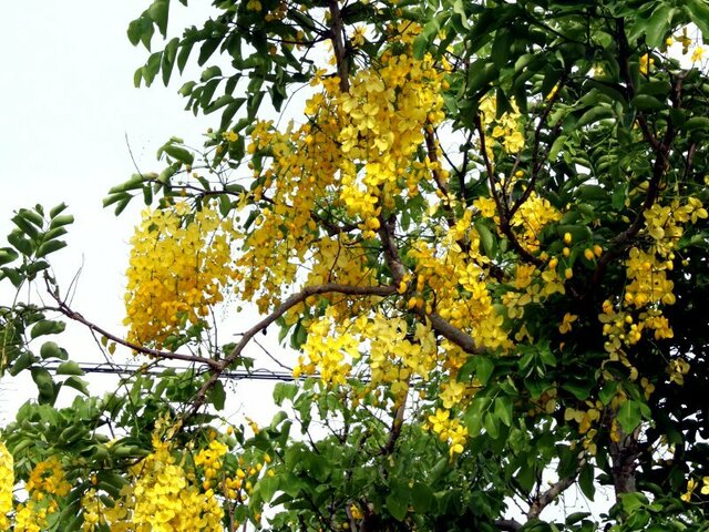 Golden Shower Tree | Cassia fistula | Flower Database