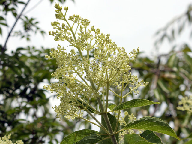Japanese Flowering Ash | Fraxinus sieboldiana | Flower Database