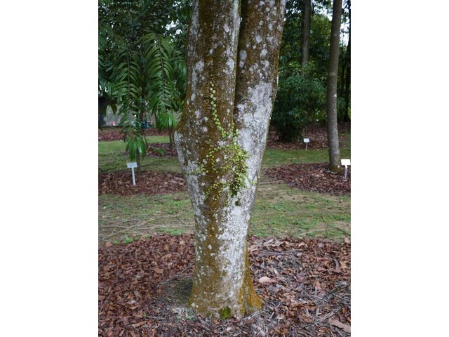 Syzygium lineatum | Syzygium lineatum | Flower Database