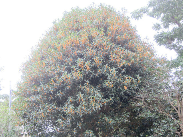 Gold osmanthus | Osmanthus fragrans var. aurantiacus | Flower Database