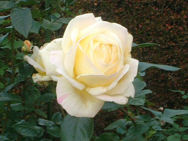 october-light-yellow-colored-flowers | Flower Database