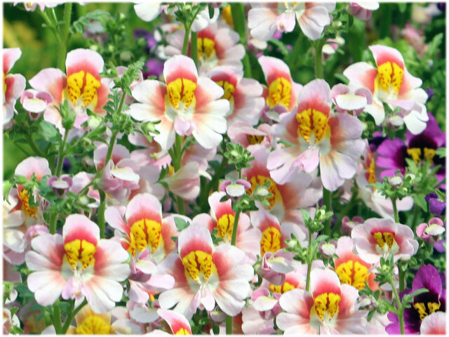 Schizanthus | Schizanthus × wisetonensis | Flower Database