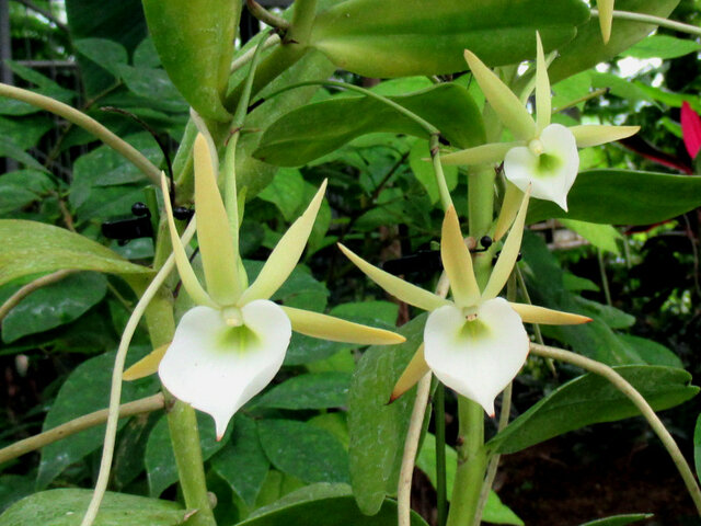 Angraecum birrimense | Angraecum birrimense | Flower Database