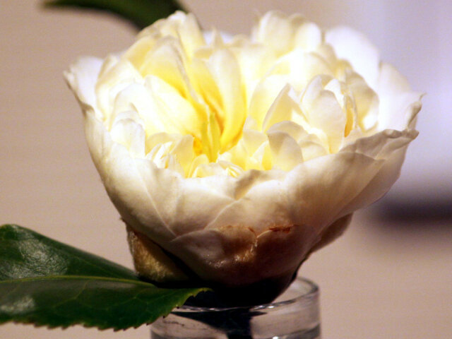 Camellia x williamsii 'Jury's Yellow' | Camellia x | Flower Database