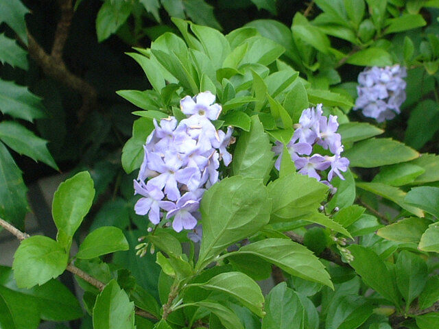 Duranta 'Takarazuka' | Duranta repens | Flower Database