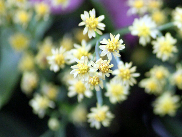 ソリダスター | Solidaster luteus | かぎけん花図鑑