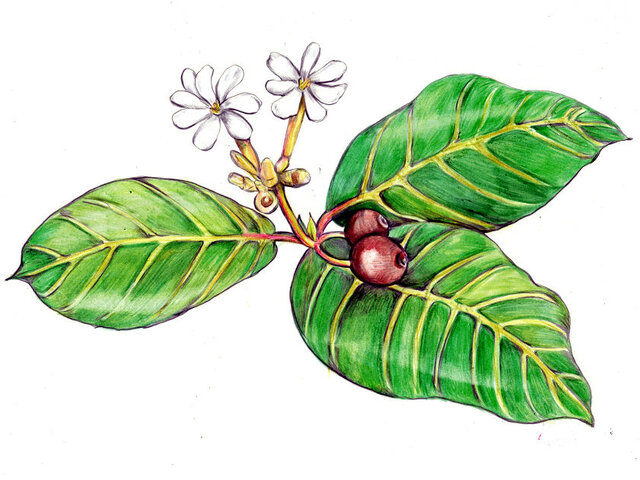 Gardenia speciosa | Guettarda speciosa | Flower Database