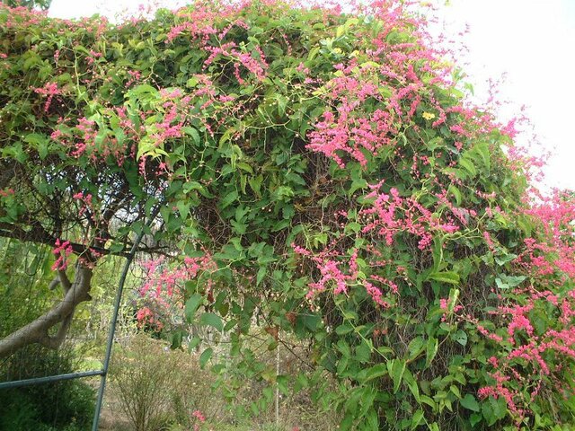 Antigonon leptopus | Antigonon leptopus | Flower Database