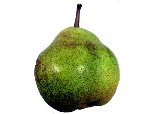 La France | Pyrus communis var.sativa | Flower Database