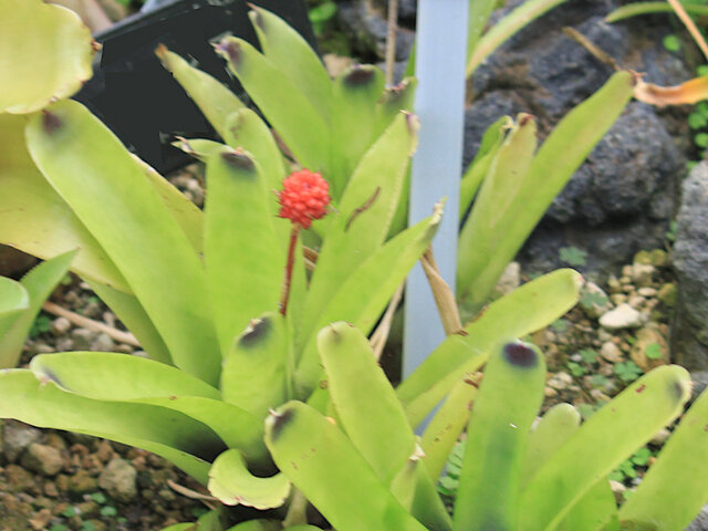 Aechmea calyculata | Aechmea calyculata | Flower Database