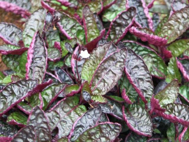 Hemigraphis exorica | Hemigraphis alternata cv. | Flower Database