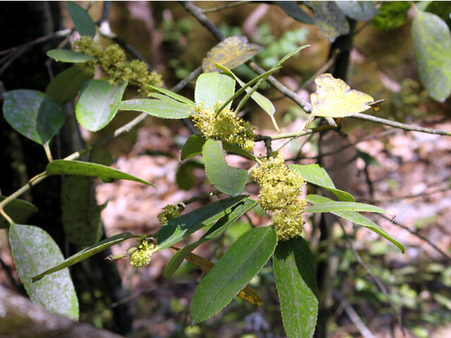 Fortune Osmanthu | Osmanthus fragrans var. | Flower Database