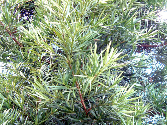 Fern pine | Podocarpus macrophyllus | Flower Database