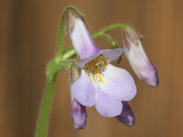Iwagirisou | Primulina fimbrisepala | Flower Database