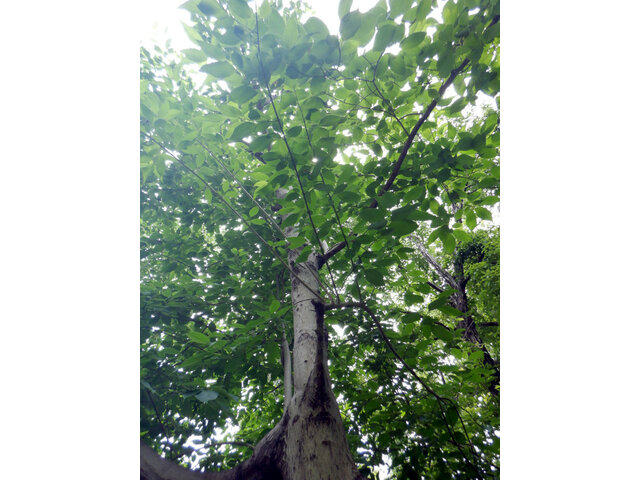クマノミズキ | Swida macrophylla | かぎけん花図鑑