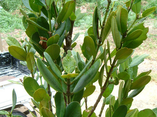 Garcinia subelliptica | Garcinia subelliptica | Flower Database