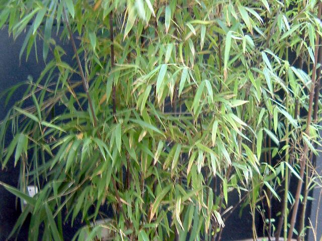 Bamboo | Bambuseae | Flower Database
