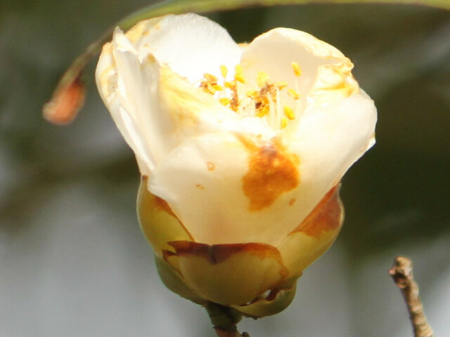 Camellia Komomiji | Camellia rusticana cv. komomiji | Flower Database