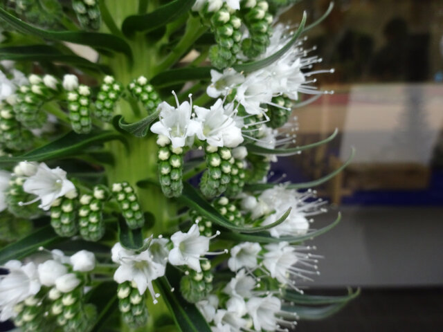 Echium simplex | Echium simplex | 科技研花图画书
