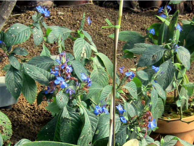 Eranthemum pulchellum | Eranthemum pulchellum | Flower Database