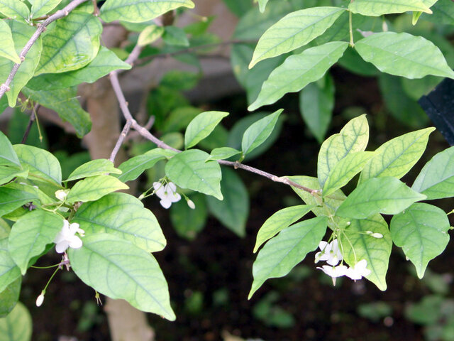 Water Jasmine | Wrightia rerigiosa | Flower Database