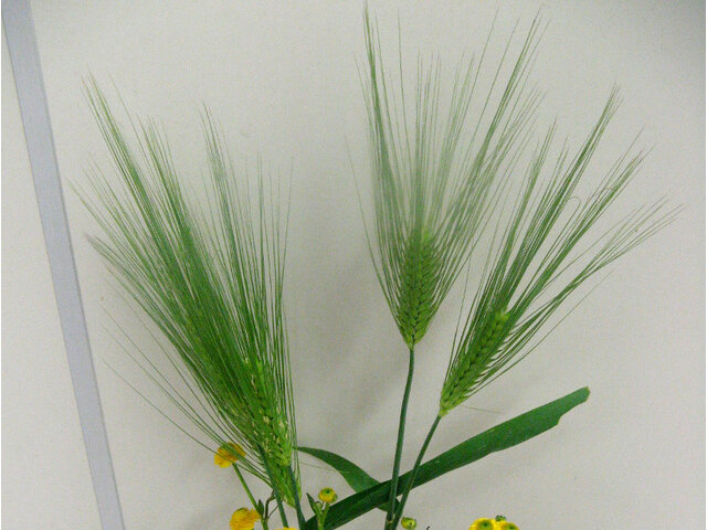 Barley | Hordeum vulgare | Flower Database