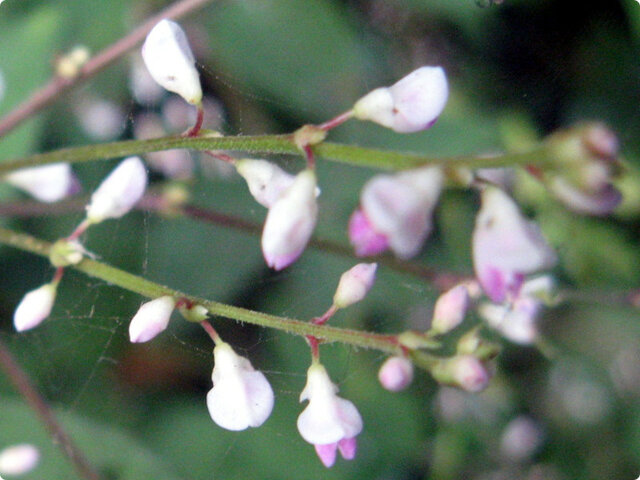 Desmodium | Desmodium podocarpum subsp. oxyphyllum | Flower Database