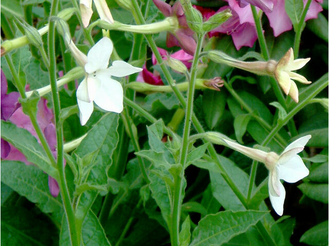Nicotiana | Nicotiana | Flower Database