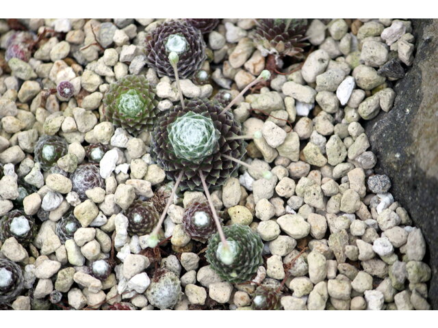 Cobweb houseleek | Sempervivum arachnoideum | Flower Database