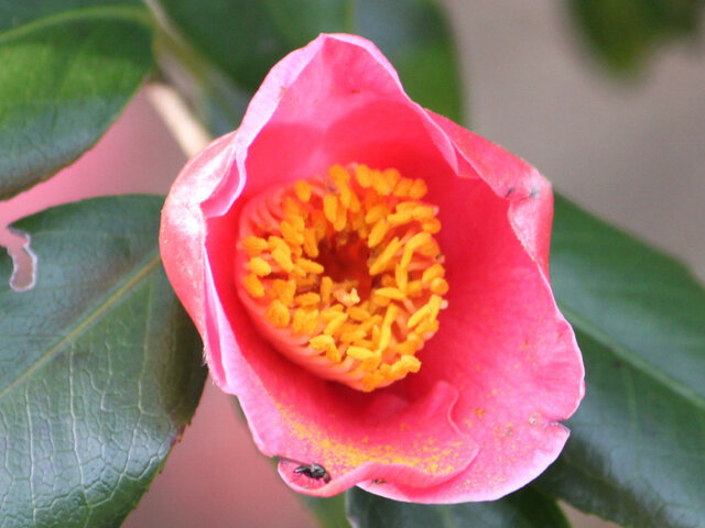 耐冬山茶 越乃紅枝垂 | Camellia rusticana 'koshinobenishidare' | 科技研花图画书