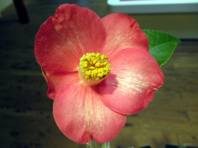 Hôjiro | Camellia japonica 'Hôjiro' | Flower Database