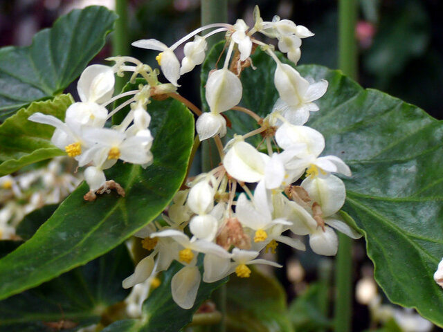 Begonia 'White Beach' | Begonia cv. white beach | Flower Database