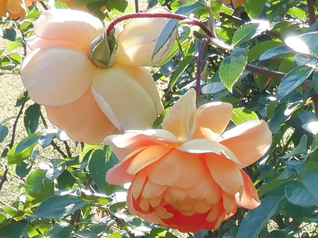 Rose 'Pat Austin' | Rosa 'pat austin' | Flower Database