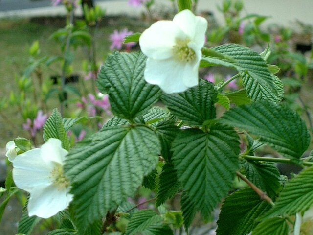 Shiroya mabuki | Rhodotypos scandens | Flower Database