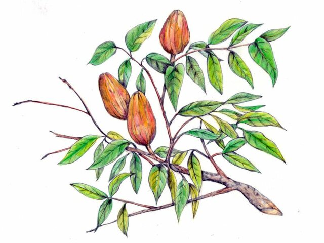 Mahogany | Swietenia mahagoni | Flower Database
