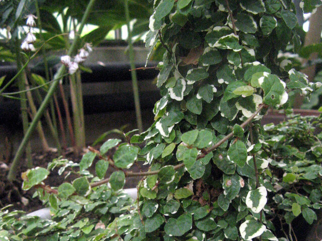薜荔 | Ficus pumila l. | 科技研花图画书