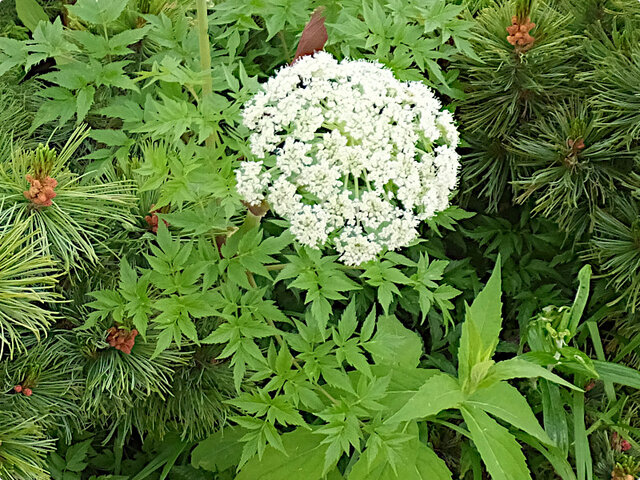 Angelica polymorpha | Angelica polymorpha | Flower Database