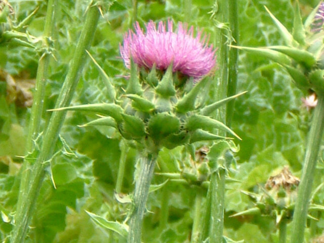 Silybum marianum | Silybum marianum | Flower Database
