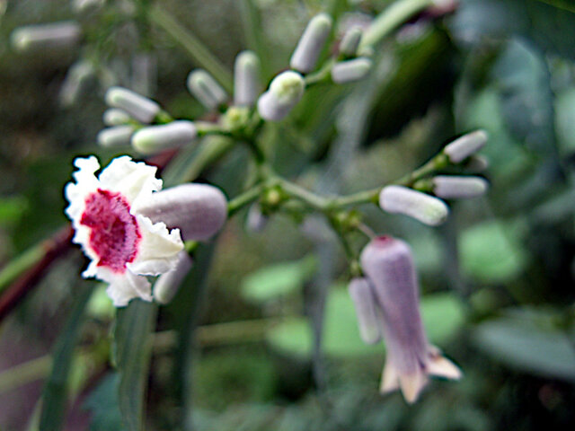 Paederia foetida | Paederia scandens | Flower Database