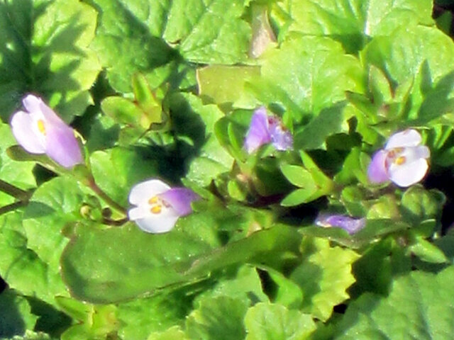 Japanese mazus | Mazus pumilus | Flower Database