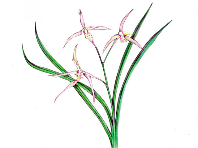 カンラン | Cymbidium kanran | かぎけん花図鑑