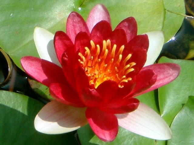 Pygmy water lily | Nymphaea cv. | Flower Database