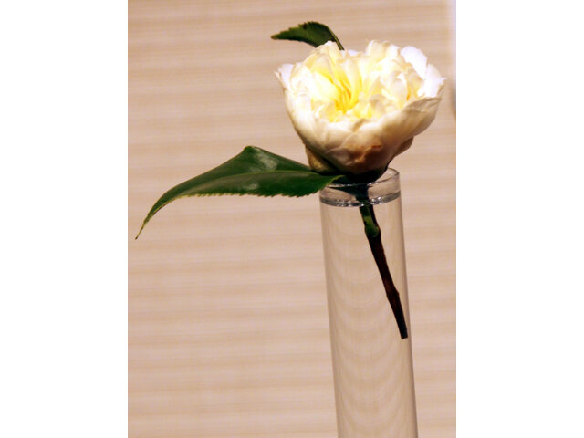 Camellia x williamsii 'Jury's Yellow' | Camellia x | Flower Database