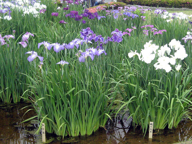 Hanashobu | Iris ensata var. ensata | Flower Database