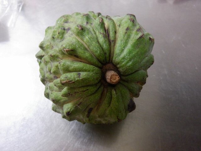 Atemoya | Annona × atemoya | Flower Database