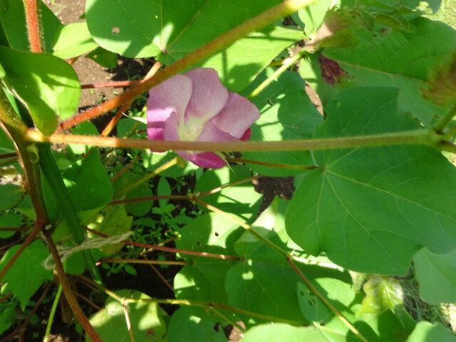 Cotton | Gossypium arboreum | Flower Database