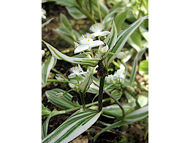 Tradescantia albiflora | Tradescantia albiflora | Flower Database