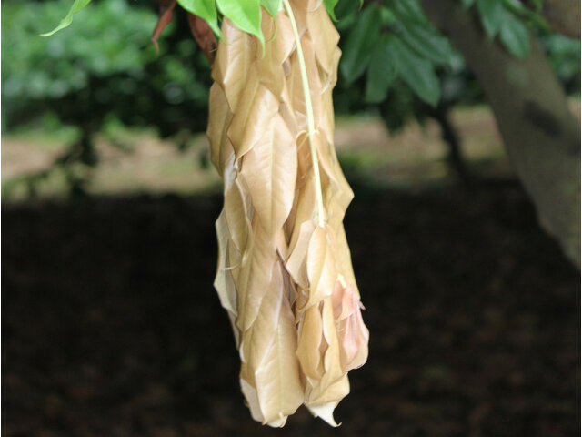 Brownea ariza | Brownea ariza | Flower Database